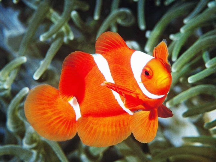 Rumbo a la profundidad: Peces e invertebrados más comunes del indo ...