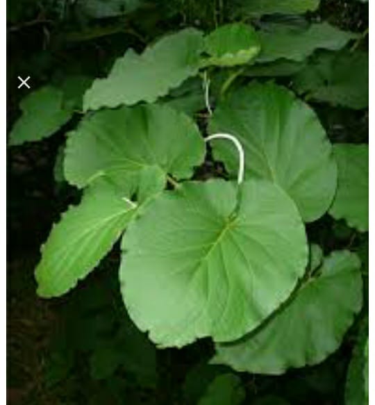 Propiedades y usos de la hoja santa (acuyo) para la tos y las vías ...