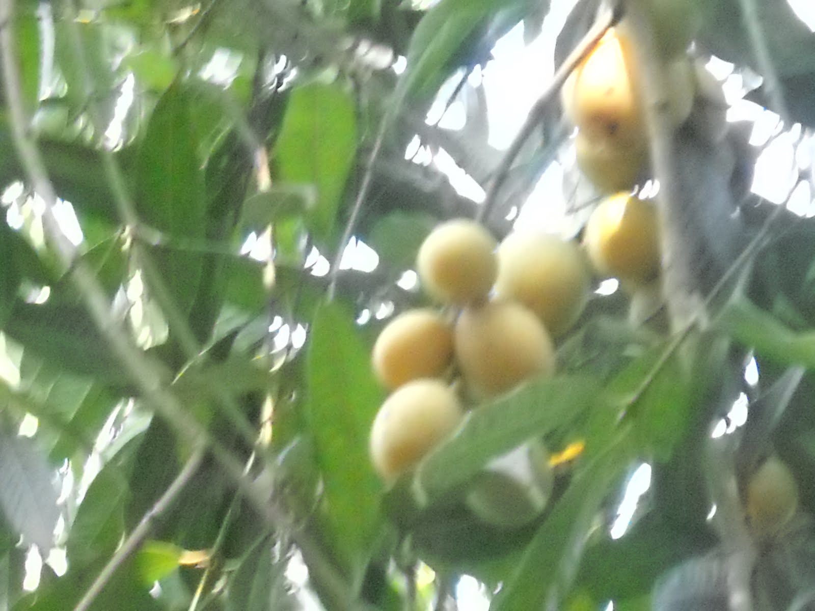 KENALI POKOK SAYANGI POKOK: GEMIA