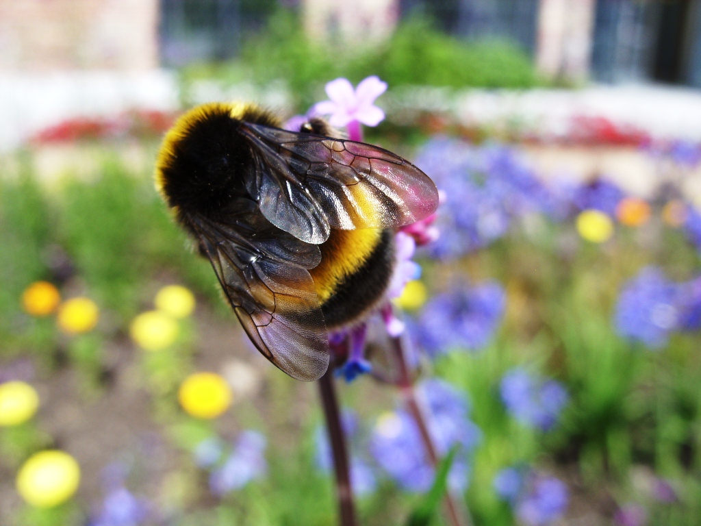 Kelli's Northern Ireland Garden: Bee Buzzing Summer