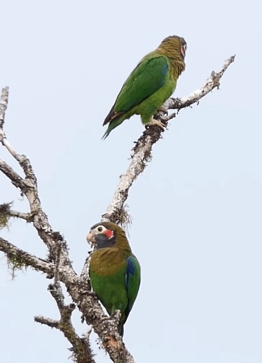 Birds | Voëls - Fox Press™