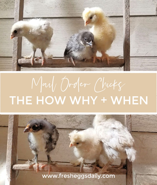 Mail Order Chicks | The How, Why and When - Fresh Eggs Daily® with Lisa ...