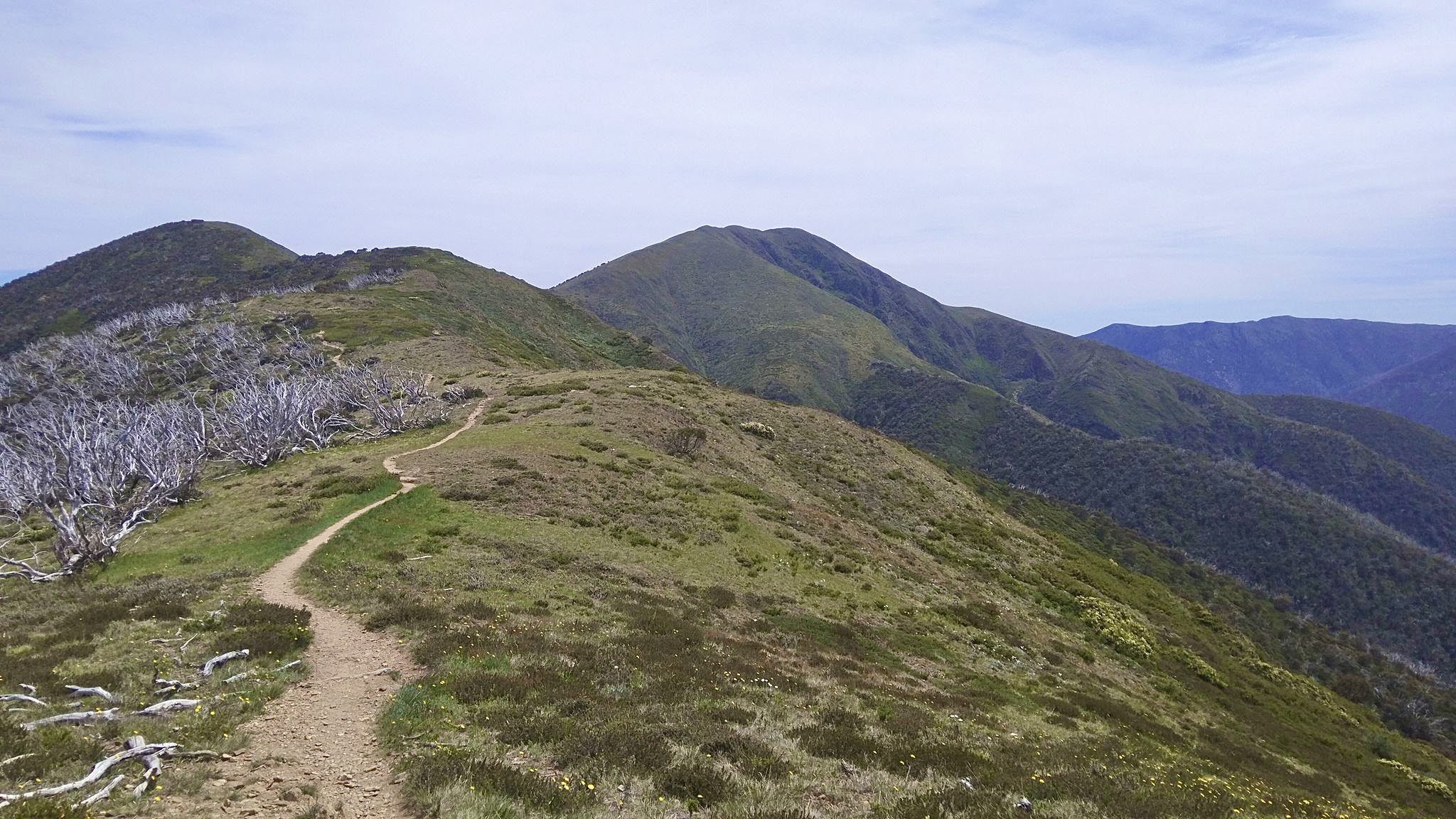 Mount Feathertop via The Razorback