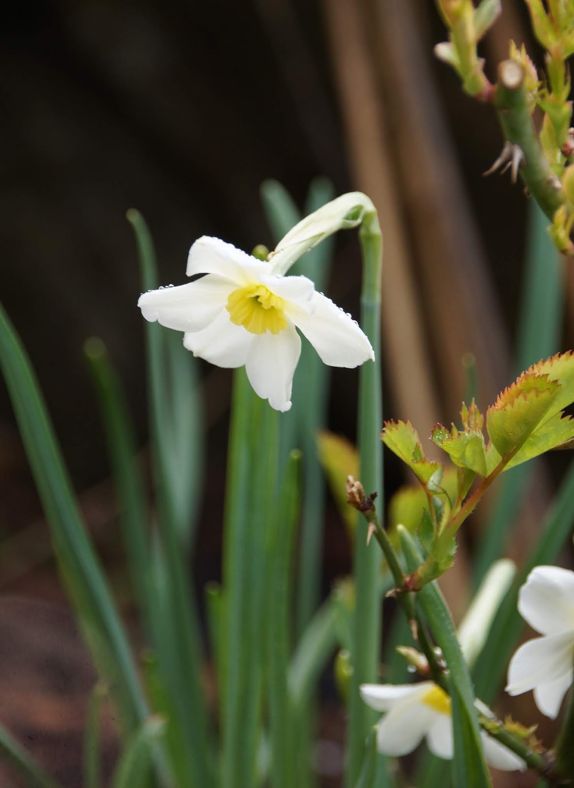 Villroses hage: Narsiss-bonanza