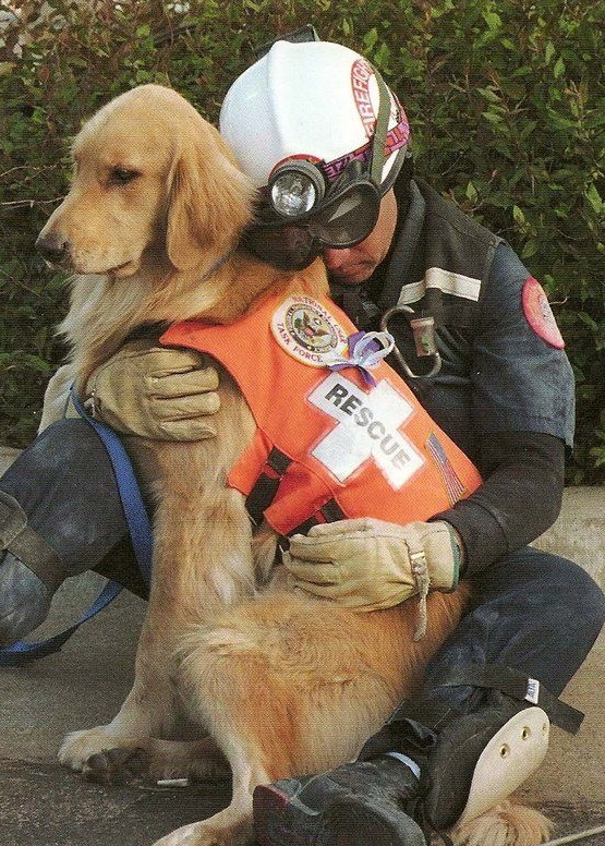 Search and rescue of golden retriever: Quick look | I am retriever