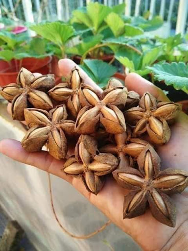 Berita TV Malaysia: POKOK SACHA INCHI DARI AKAR HINGGA PUCUK BANYAK ...