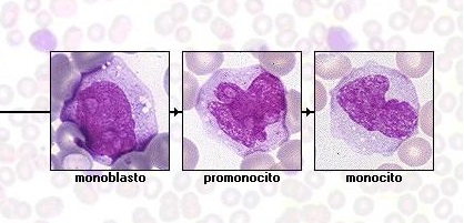 FICHERO DE HEMATOLOGIA 2016: Serie Monocítica