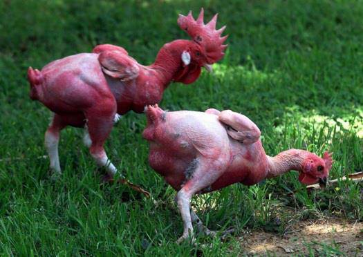 Featherless Chicken - Facts Gallery