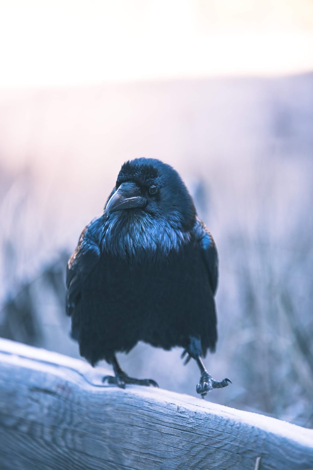 Gallagher Blogs: Corvid Infestation Shuts Down Campus