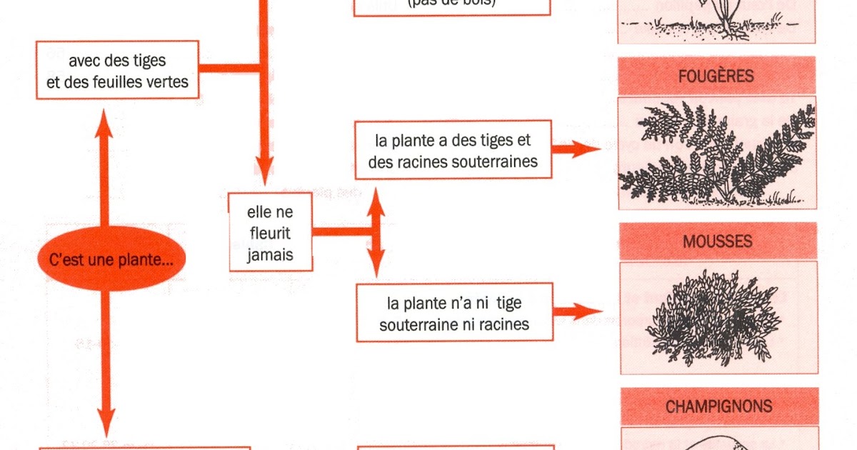 SVT-GHANDI: classification des végétaux
