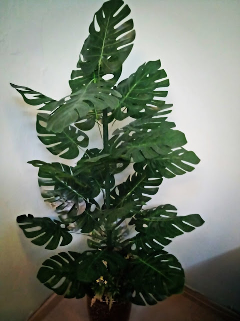 Tutorial Buat Pokok Bunga Monstera Yang Super Cantik Untuk Hiasan Dalam ...