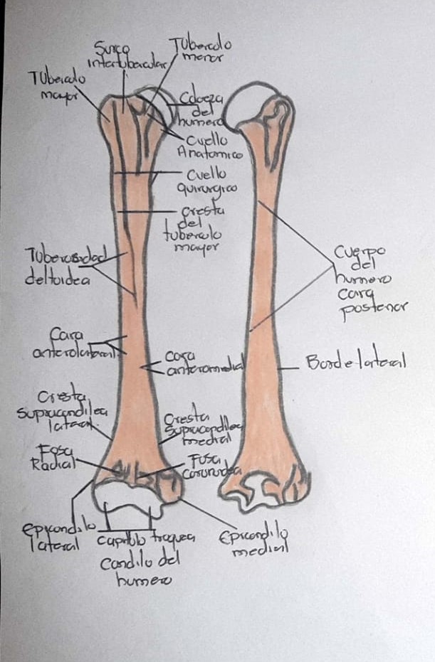 ANATOMÍA RADIOLOGÍCA