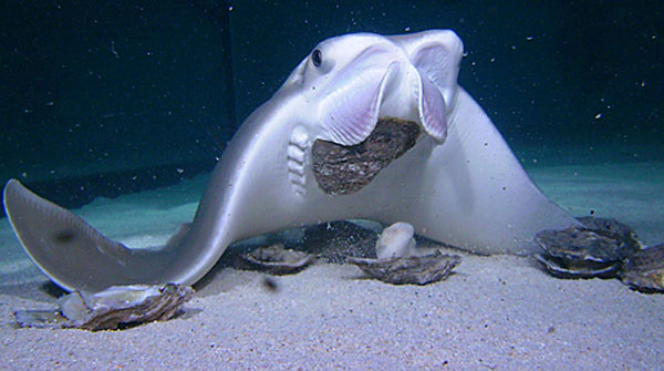 Sea Creature Report: **The Cute Cownose Ray**