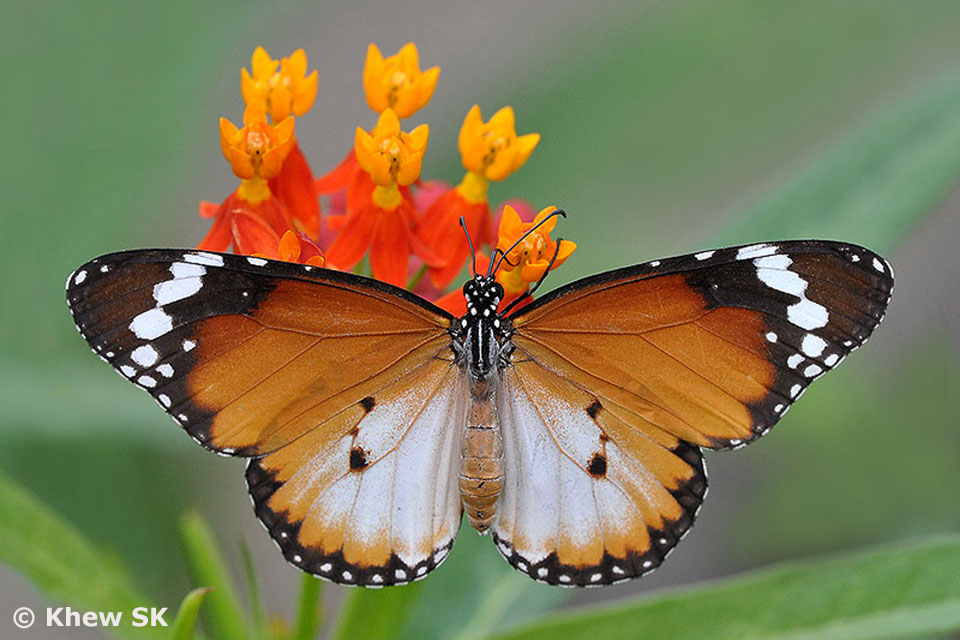 Butterflies of Singapore: Butterfly Photography at Our Local Parks ...