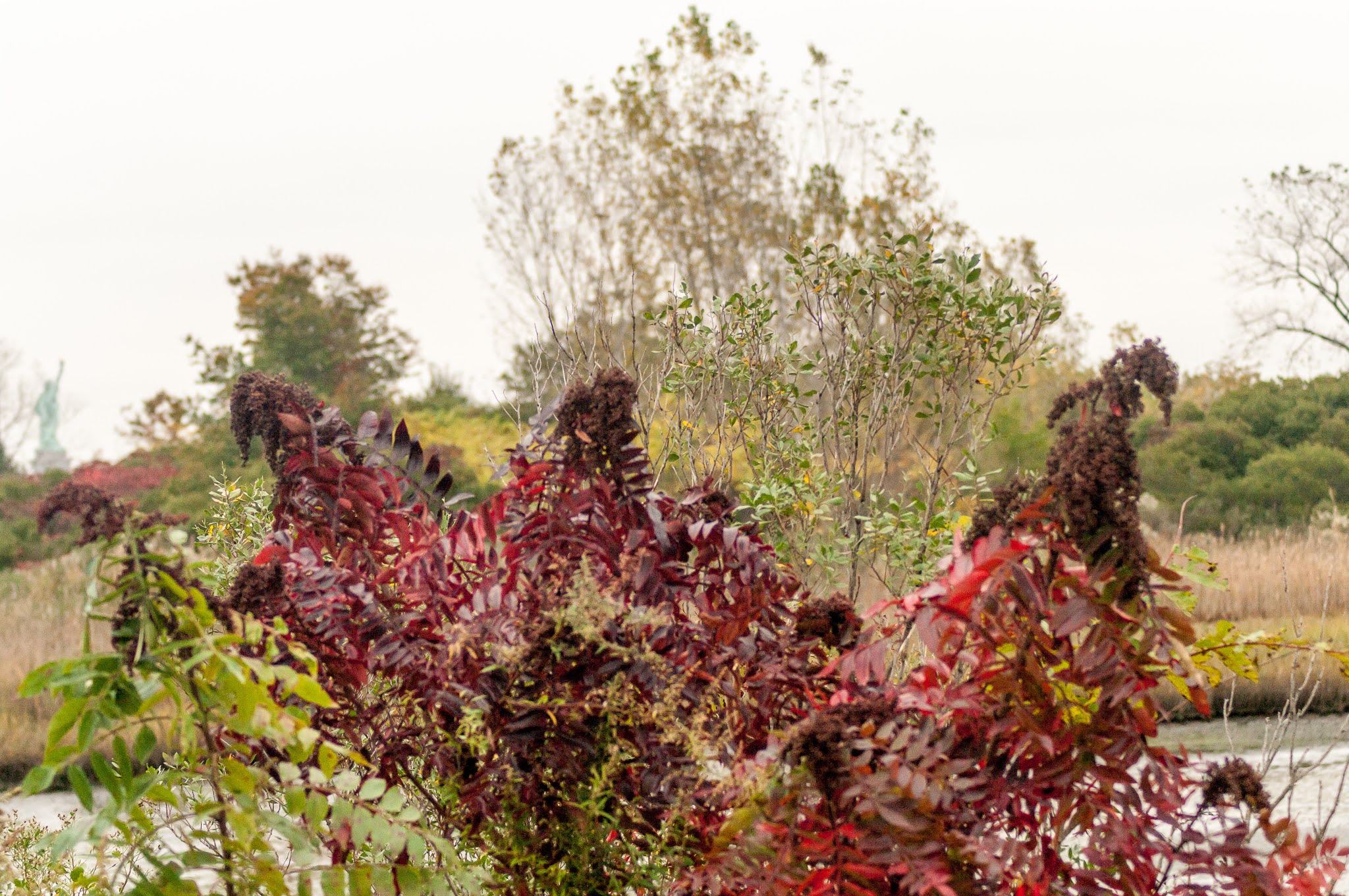 NEW SAVANNA: More Caven Point – trees, leaves, bushes, grass, buildings ...