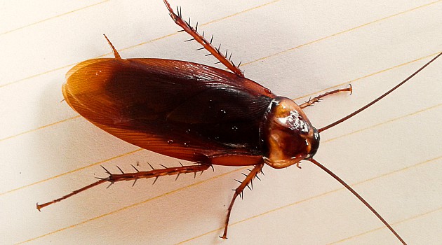 Jornal Destaque Baixada: Afinal, para que serve a barata na natureza?