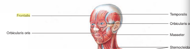 Sąmoningumas: Kaktinis raumuo