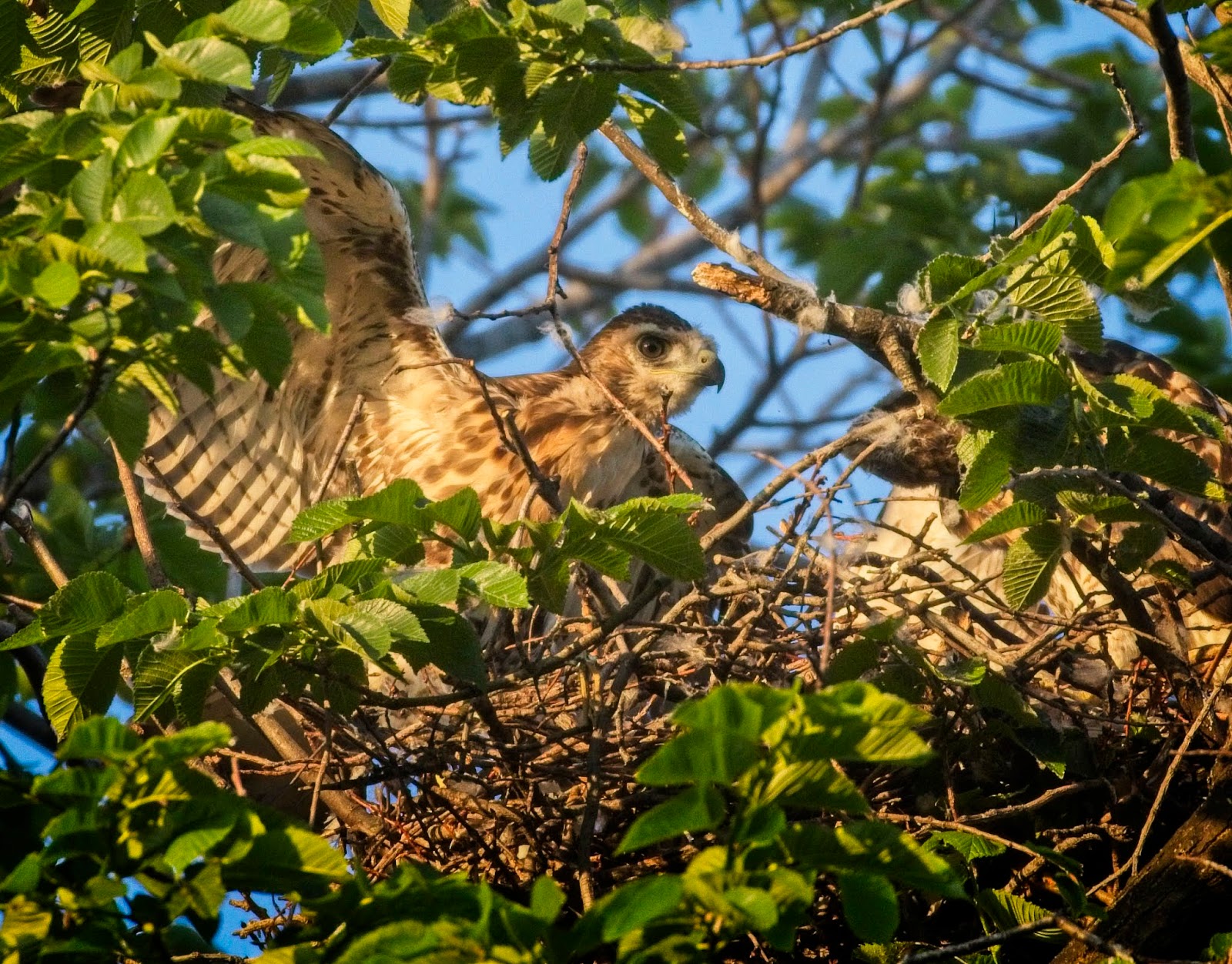 Laura Goggin Photography: Tompkins Square hawk chicks are branching