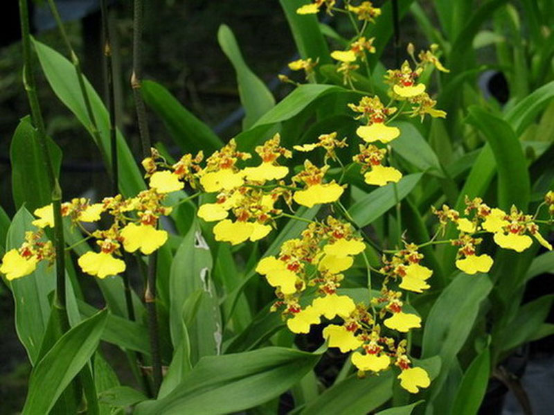 Flowers: Oncidium