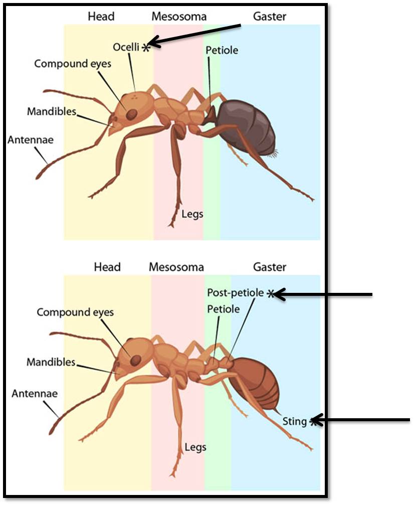Ants -Introdução- :: Formigas-ants