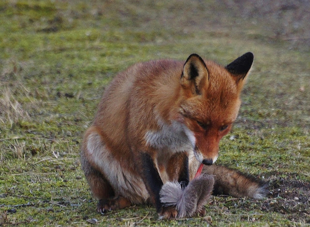 (AWD)....... AMSTERDAMSE WATERLEIDING DUINEN: De Vos
