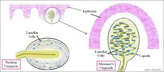 Neuronal Excitability and Nerve Conduction The Nerve Impulse Pathway