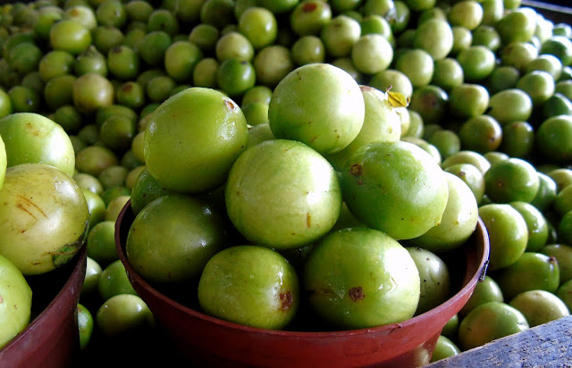 Umbu (Spondias tuberosa Arruda) | A planta da vez