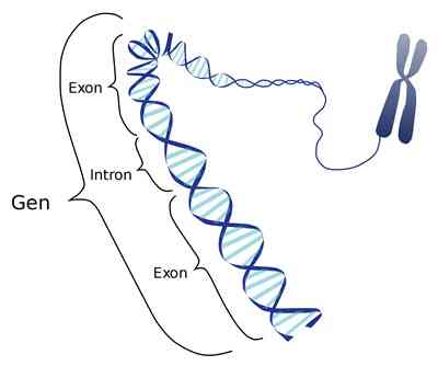 La Genética y la herencia. - Matemática Serie 23