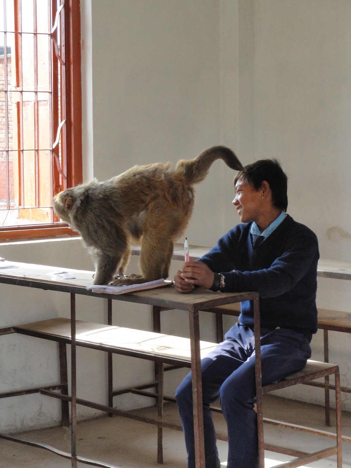 Expanding My Corner: No More Monkey Business Expanding My Corner: No More Monkey Business