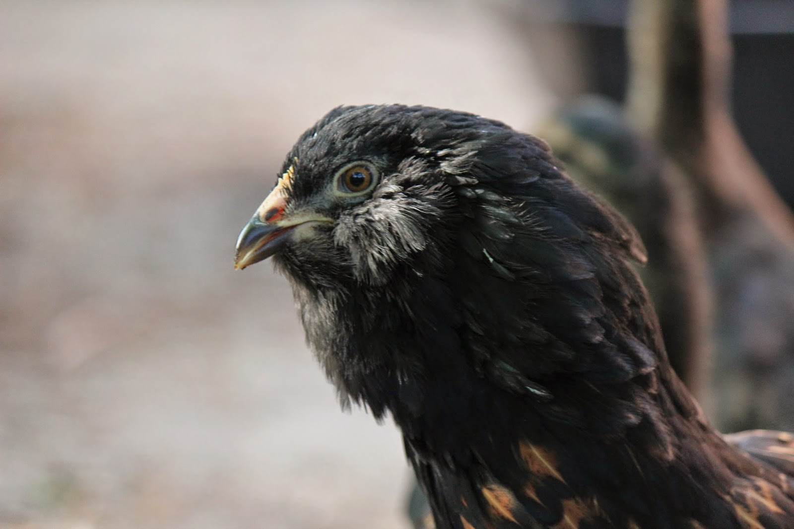 Raising Chickens: Spider's Progress