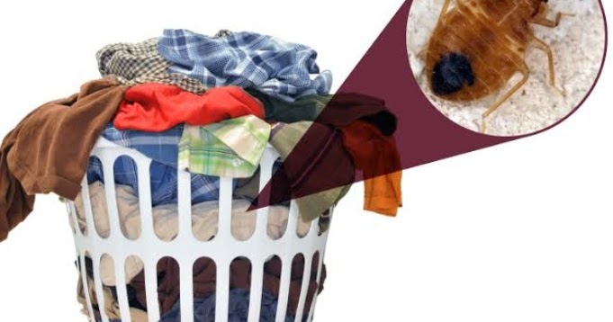 How to Get Rid of Bed Bugs in Clothes