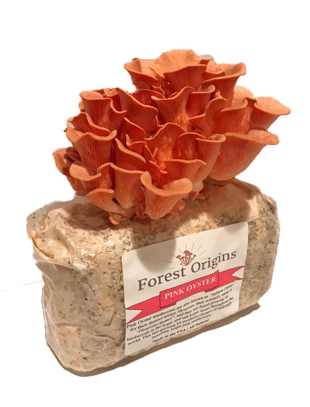 top Mushroom Company In India top-mushroom-company-in-india
