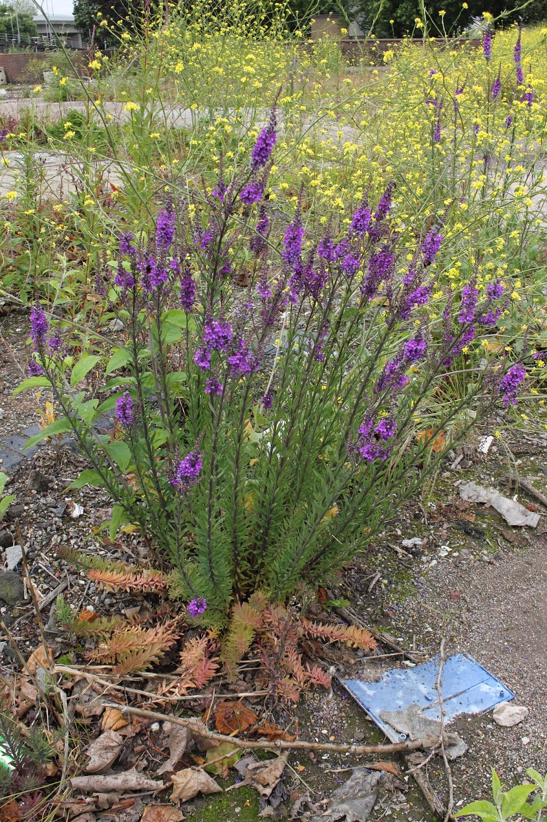 Valley Naturalist: In praise of weeds