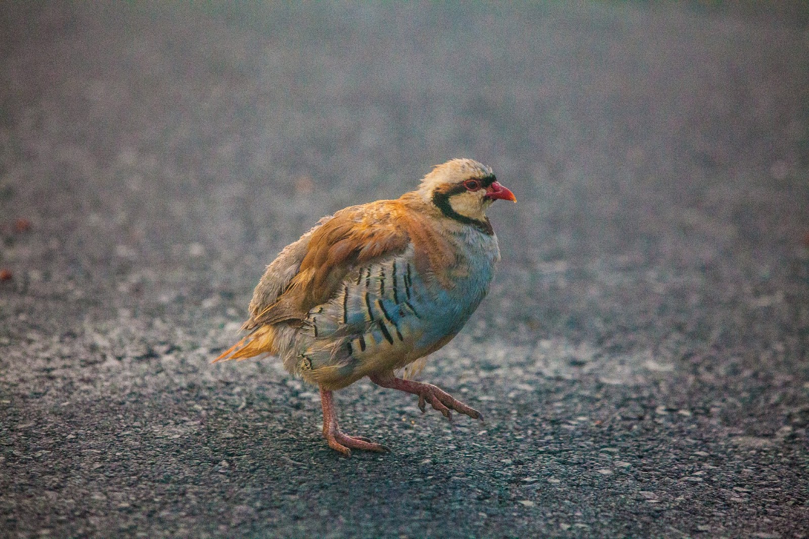 MYSLIVOST: Chukar Partridge Bird Haleakala National Park Maui Hawaii