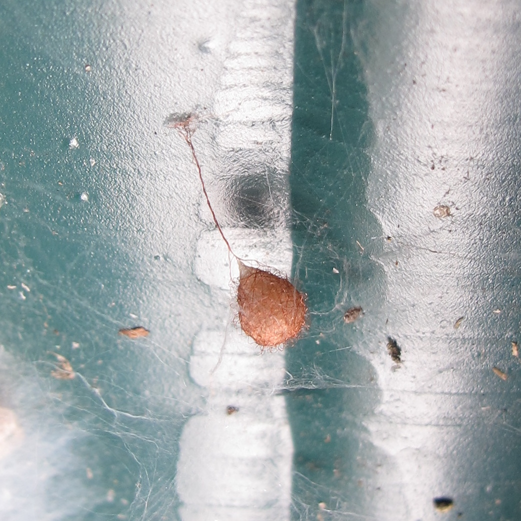 BugBlog Spider Eggs And Egg Sacs bugblog-spider-eggs-and-egg-sacs