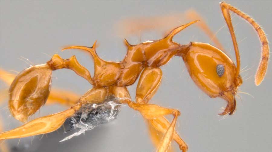 ARBICO Organics: Dragons Live Among Us