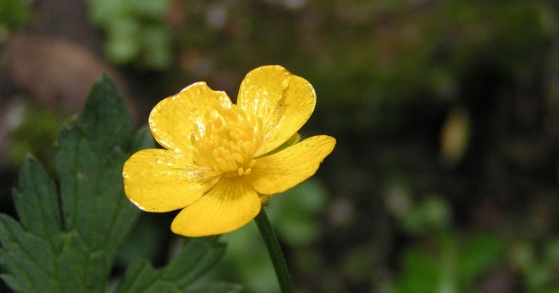 A Virginia Woolf Herbarium: #14 Buttercup