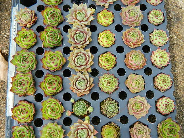 Roth Daylilies: Hosta and Succulents