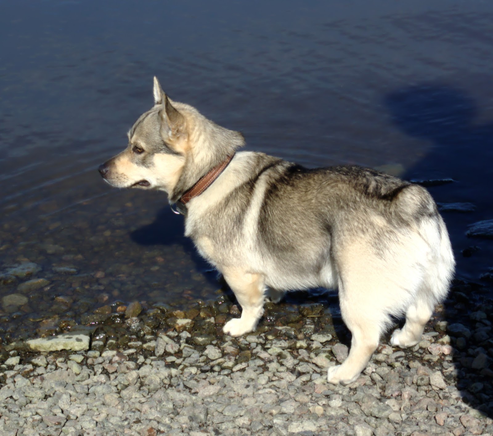 Langankuluttaja: koirakaverit