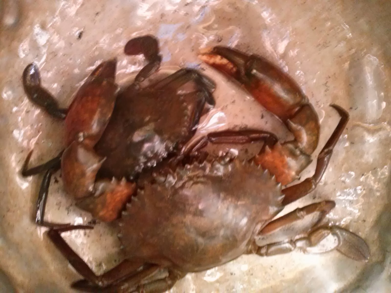 PR: Mangalore sea fish and crab