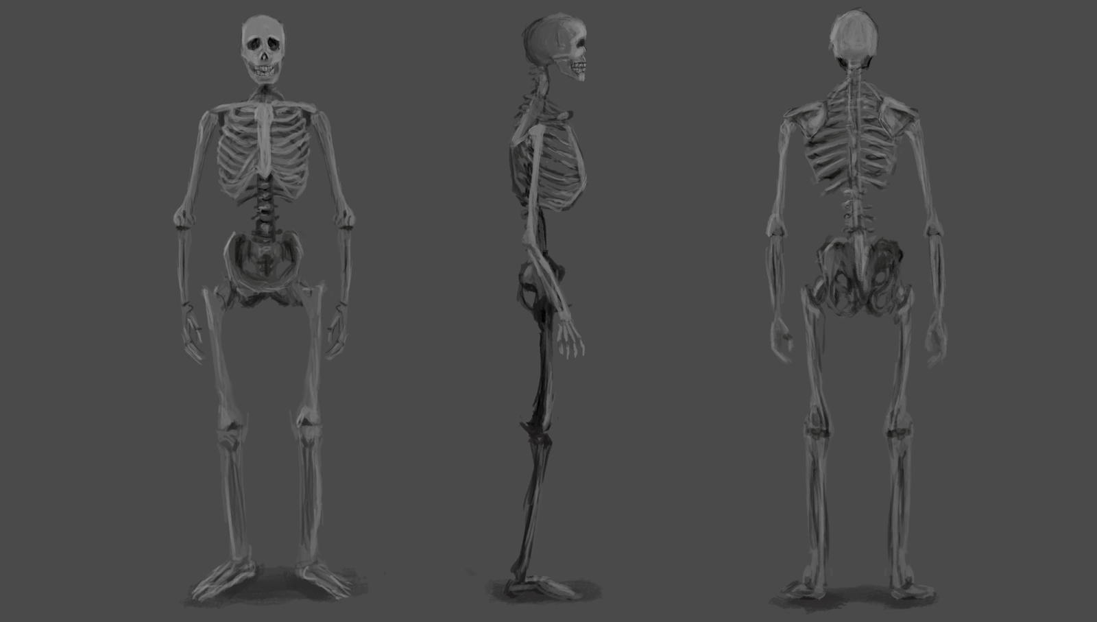 Artwork of Edmund Aubrey: 2d Lesson 20 - Skeleton Anatomy Study