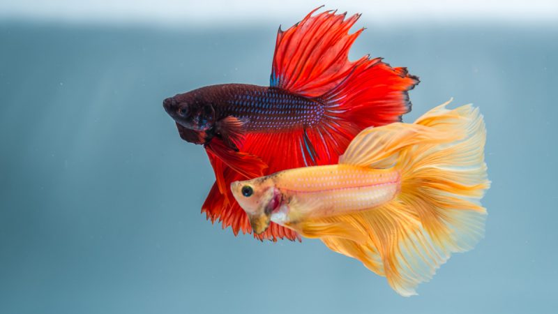 How To Breed Betta Fish
