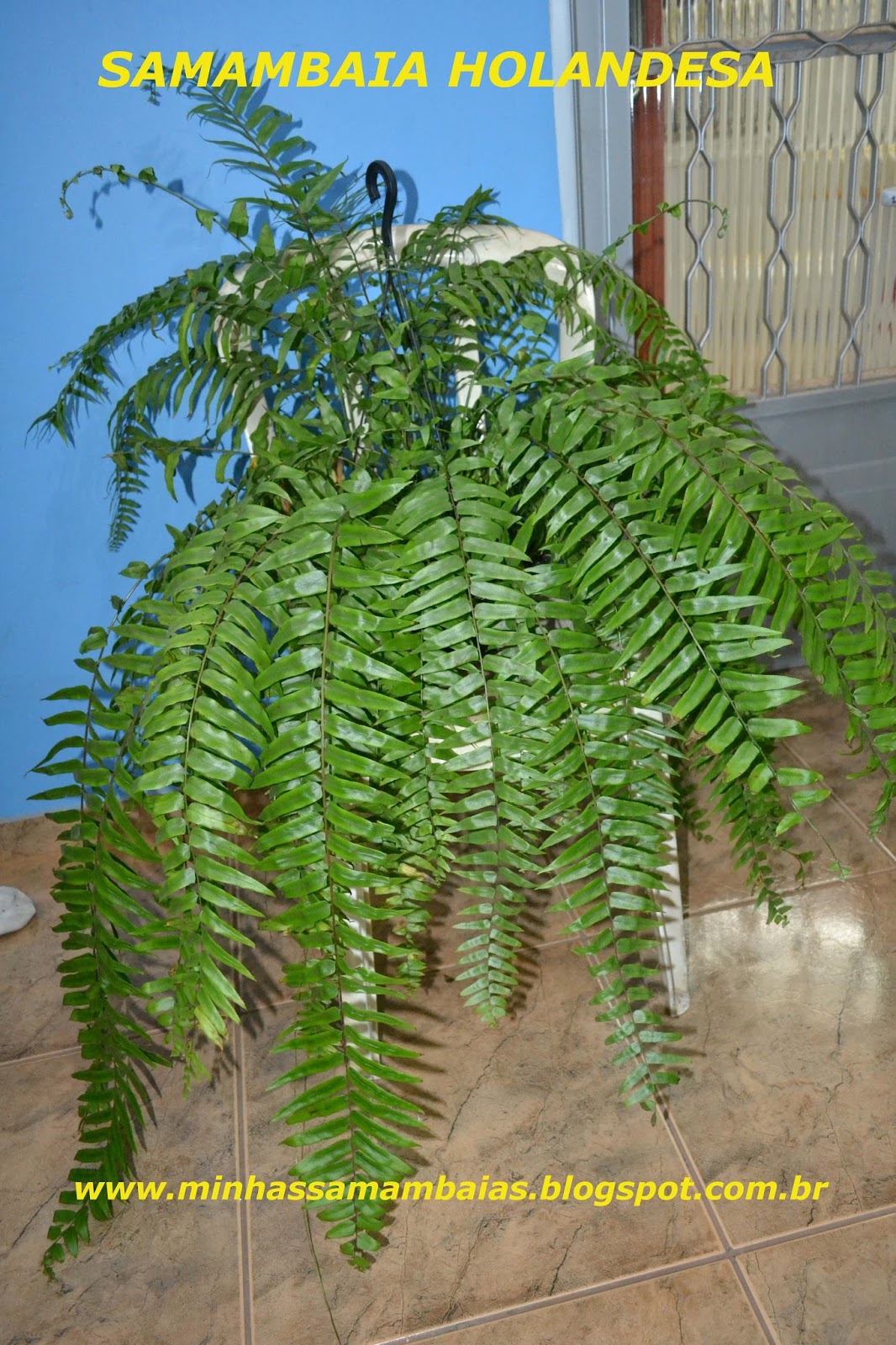 Minhas Samambaias: Samambaia Holandesa