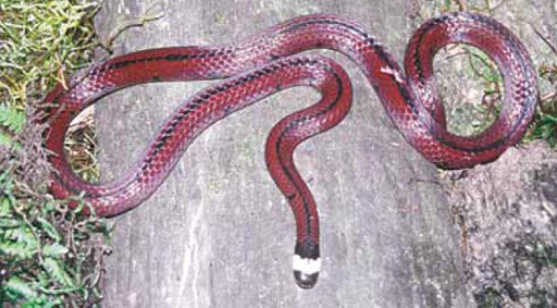 Snakes of Medical Importance in Nepal | Gyan Park
