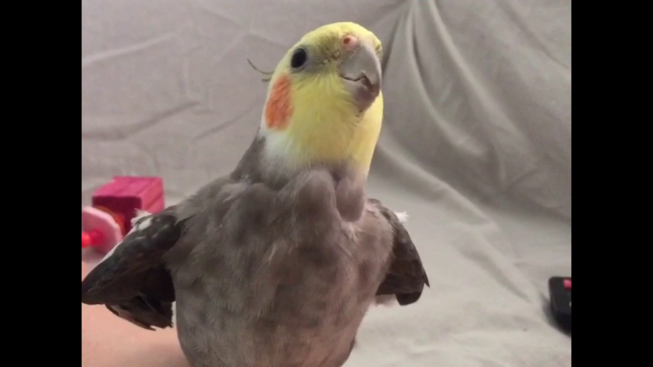 Peta - A calopsita !: Conheça 5 curiosidades sobre as calopsitas