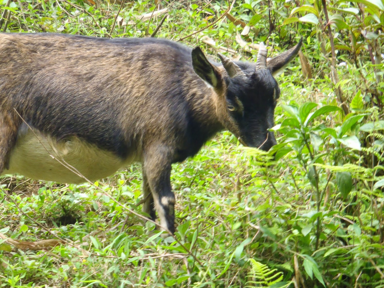 Slowly Global: Welcome to 2015, the year of the goat!