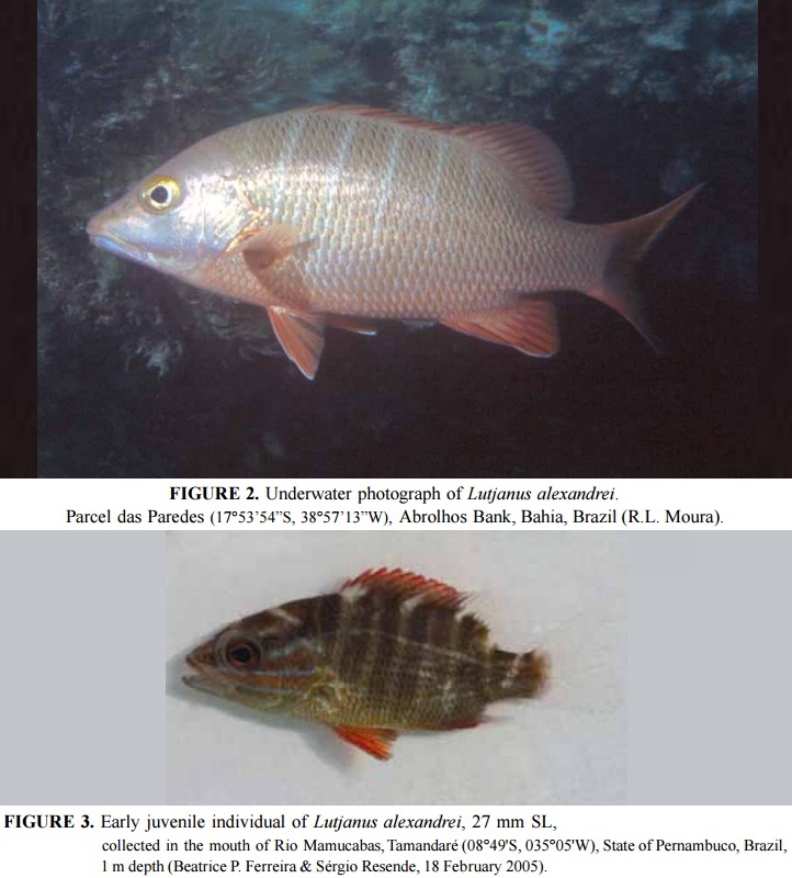 Species New to Science: [Ichthyology • 2007] Lutjanus alexandrei • A ...