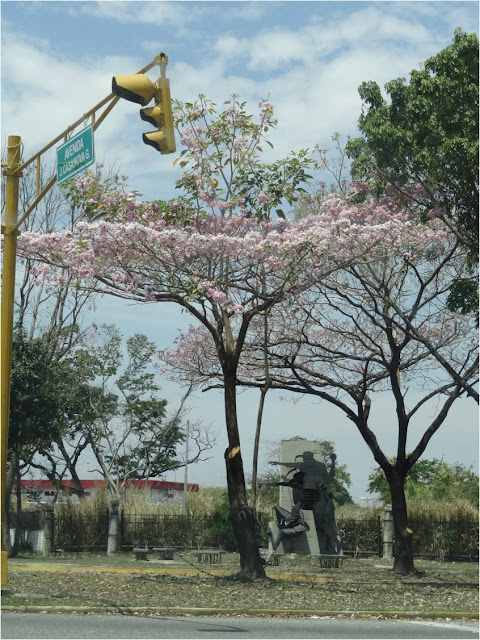 La Doctora De Las Plantas: Apamate (Tabebuia rosea) un árbol ...