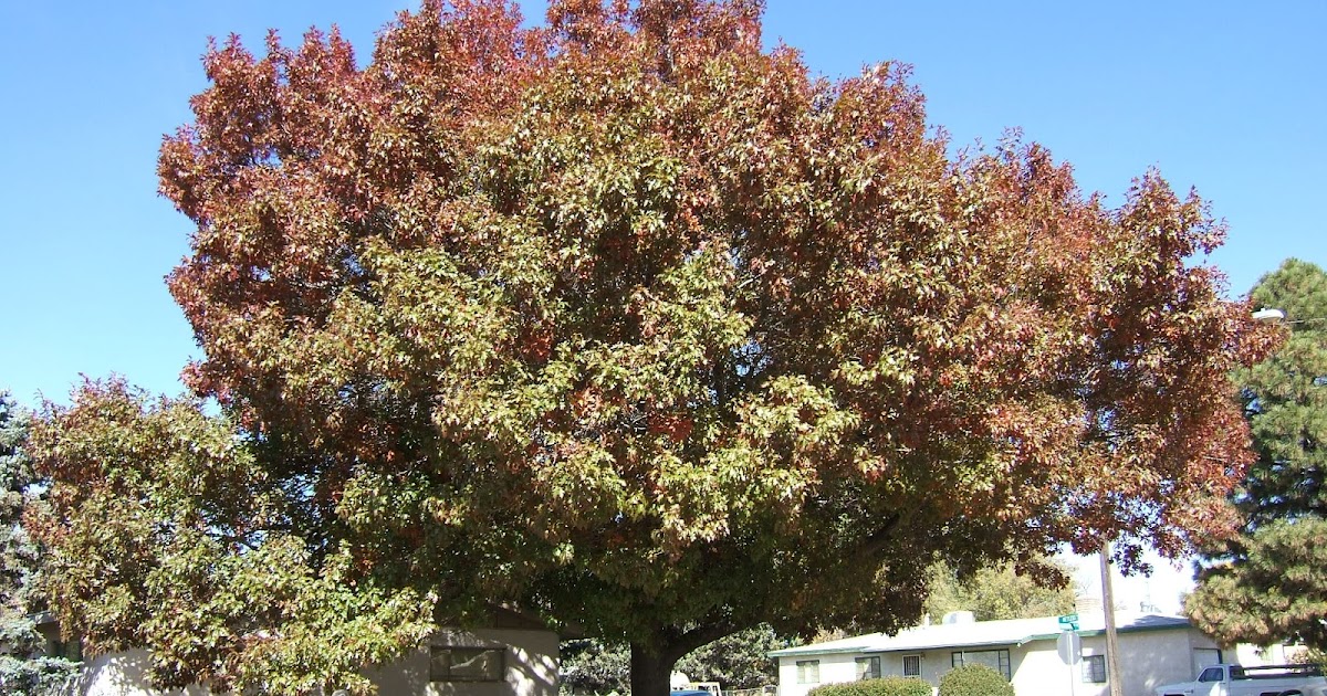 Shade Trees for Small Spaces