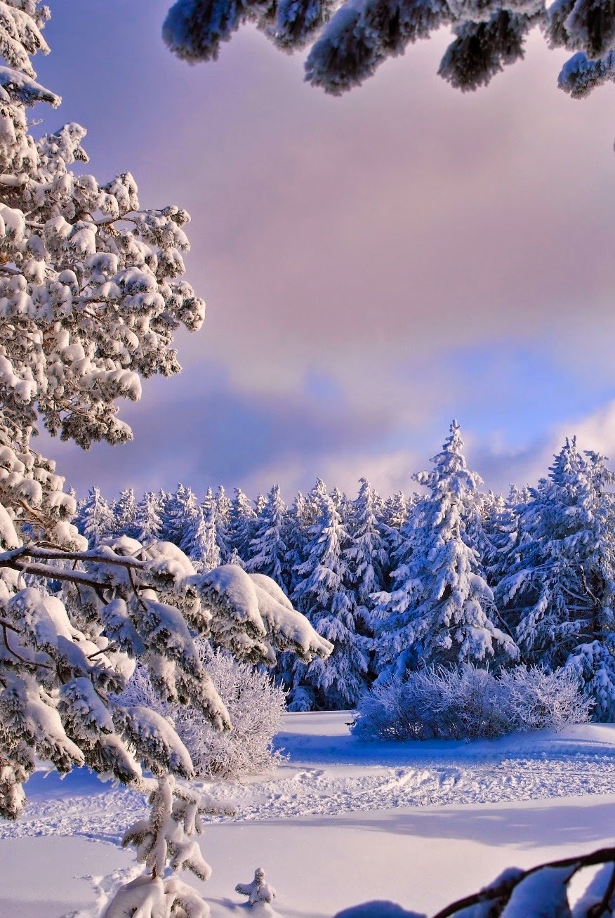 5 Mid_Winter Christmas Photos